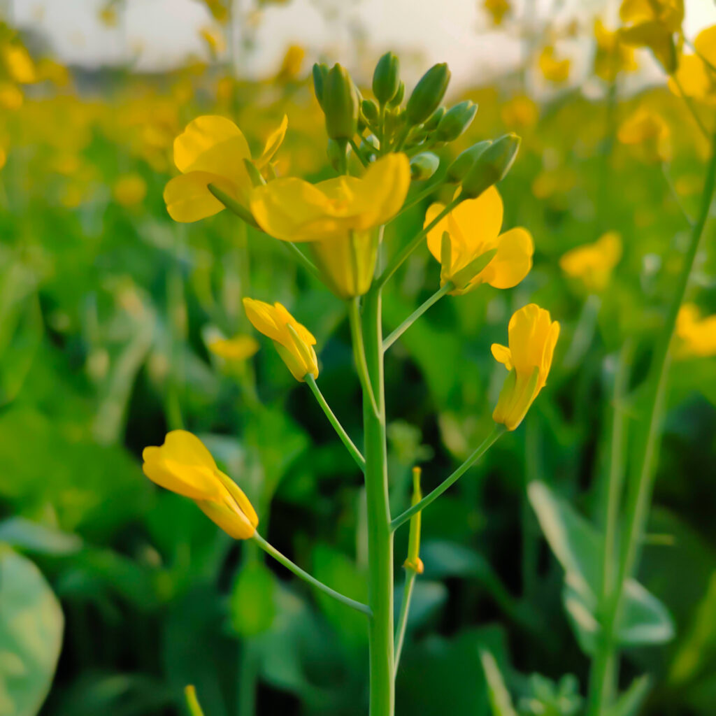 How to Grow a Mustard Seed Tree: Care Tips, Growth Stages & Benefits